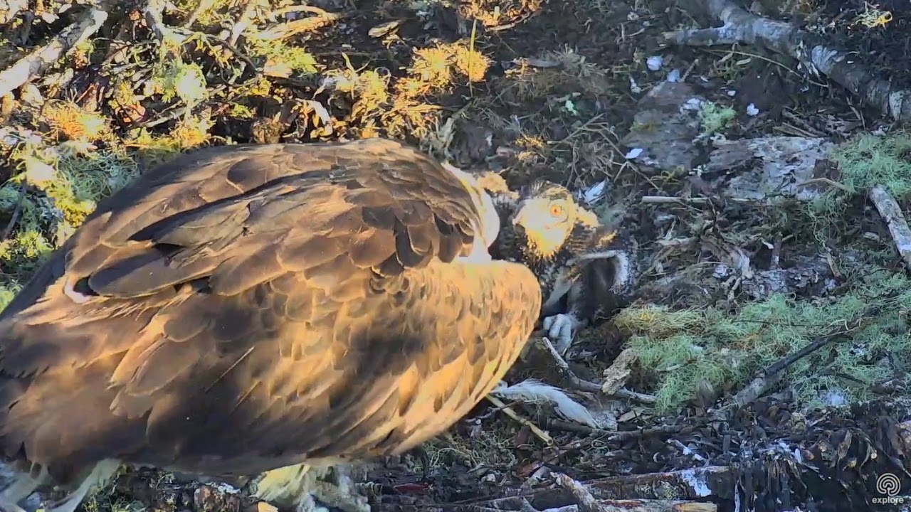 Harbour Pollack breakfast for Hog Island Ospreys. 06.04 / 16 June 2018 ...