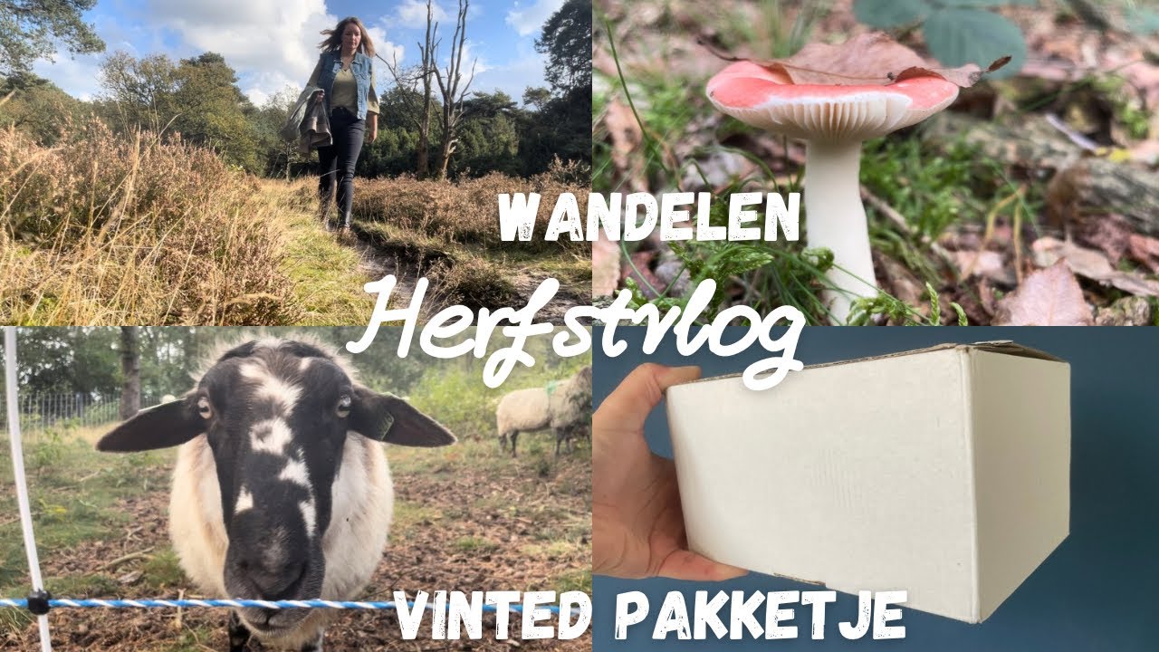 Vinted pakketje 📦 Herfst wandeling 🍄🍁 Johan jarig 🎉 Vlog 163 ...