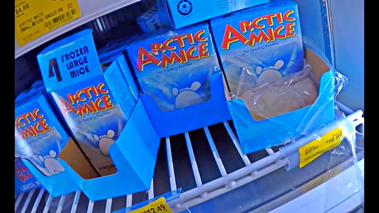 Artic Mice - YouTube