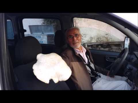 Yunus Erdoğmuş ve Mantar