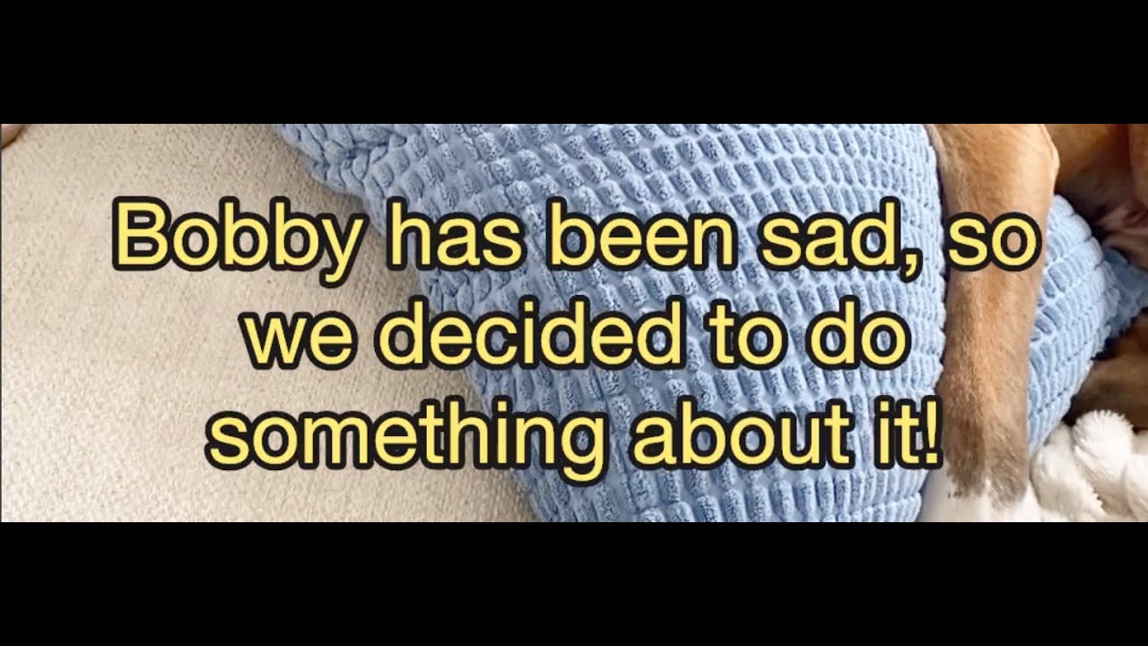 Bobby the boxer is so sad! - YouTube