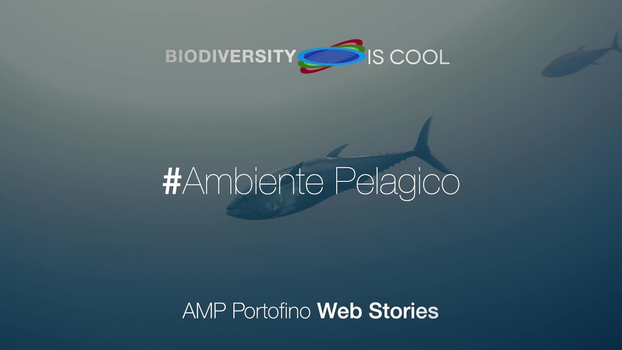 Ambiente Pelagico - Biodiversity is Cool - YouTube
