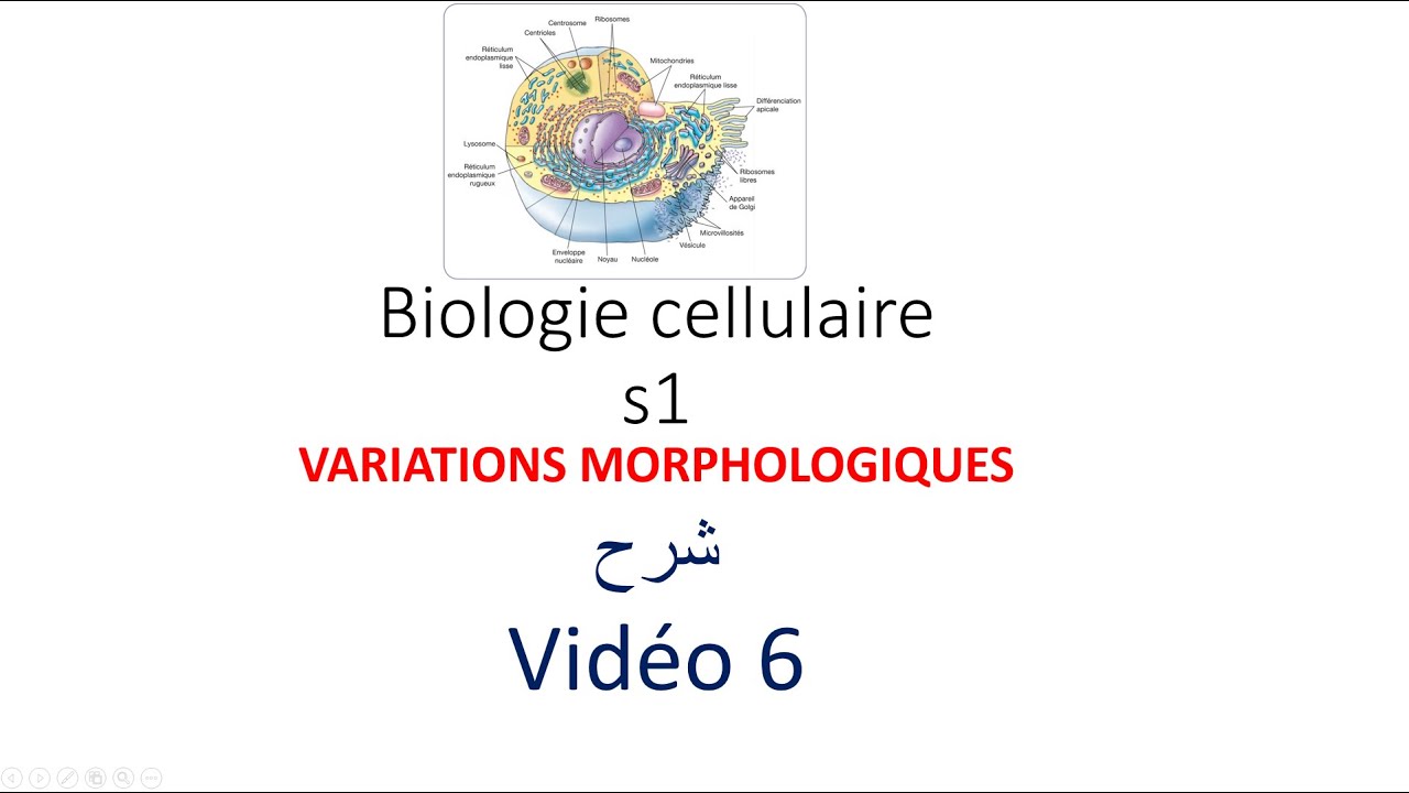 biologie cellulaire s1 vidéo 06 : variations morphologiques شرح - YouTube