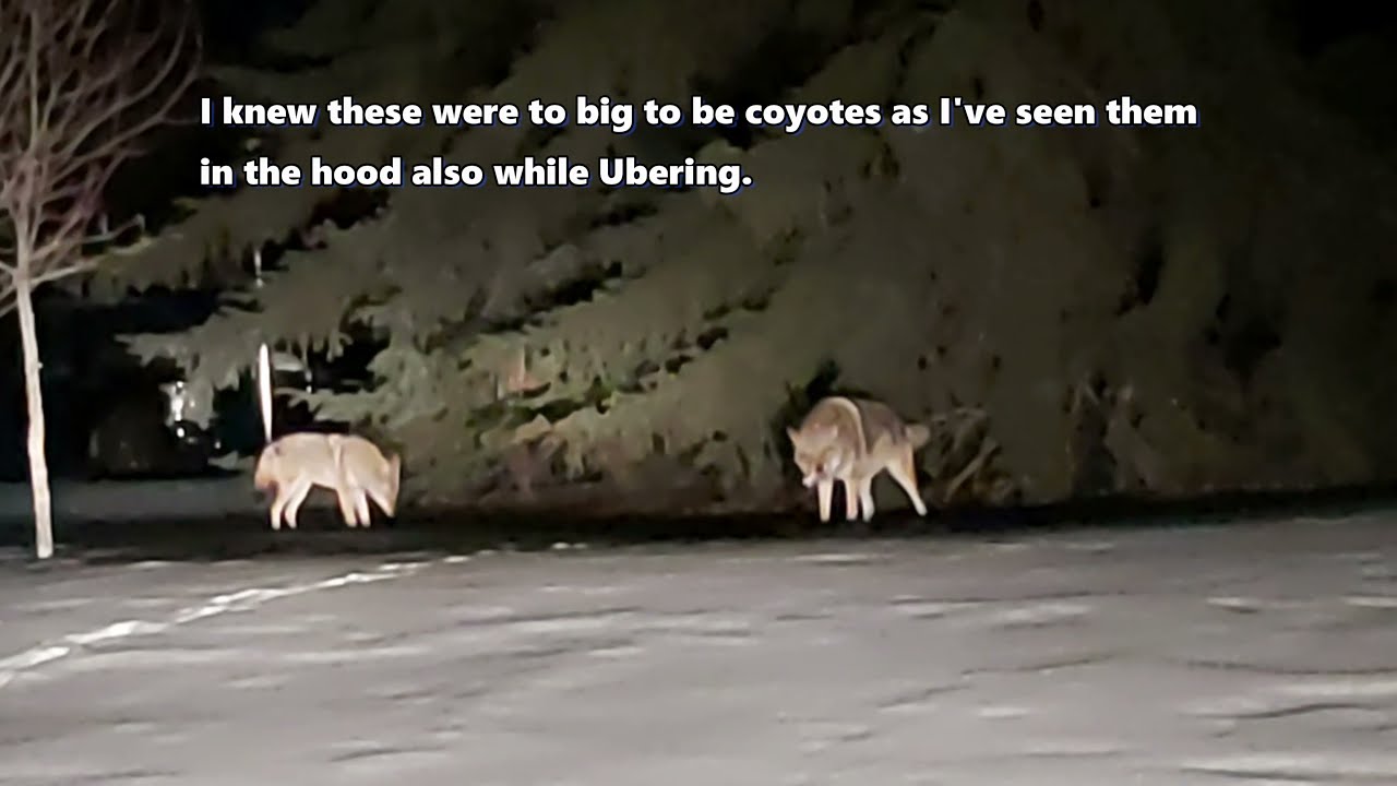 Wolves in the neighborhood, eating a rabbit he caught, footage captured ...