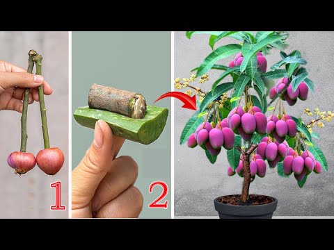Summarizing 3 techniques for propagating mango trees using Coca Cola, aloe vera and purple onions