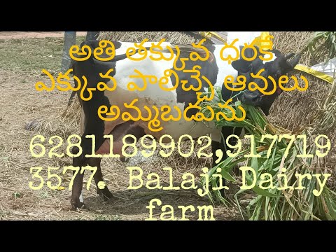 Balaji.DaiRy.fARM 6281189902.9177193577 .mDP 9391302045 - YouTube