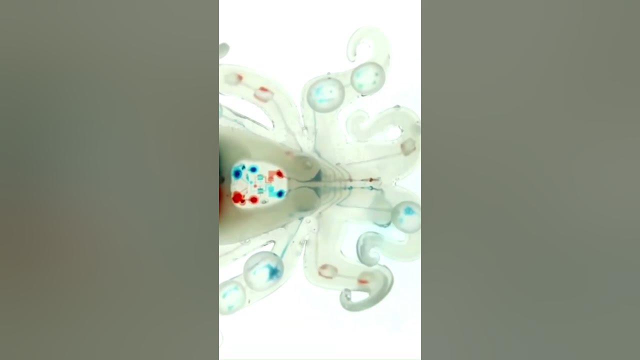 10 Amazing Robot Animals That You Need To See - octobot #shorts - YouTube