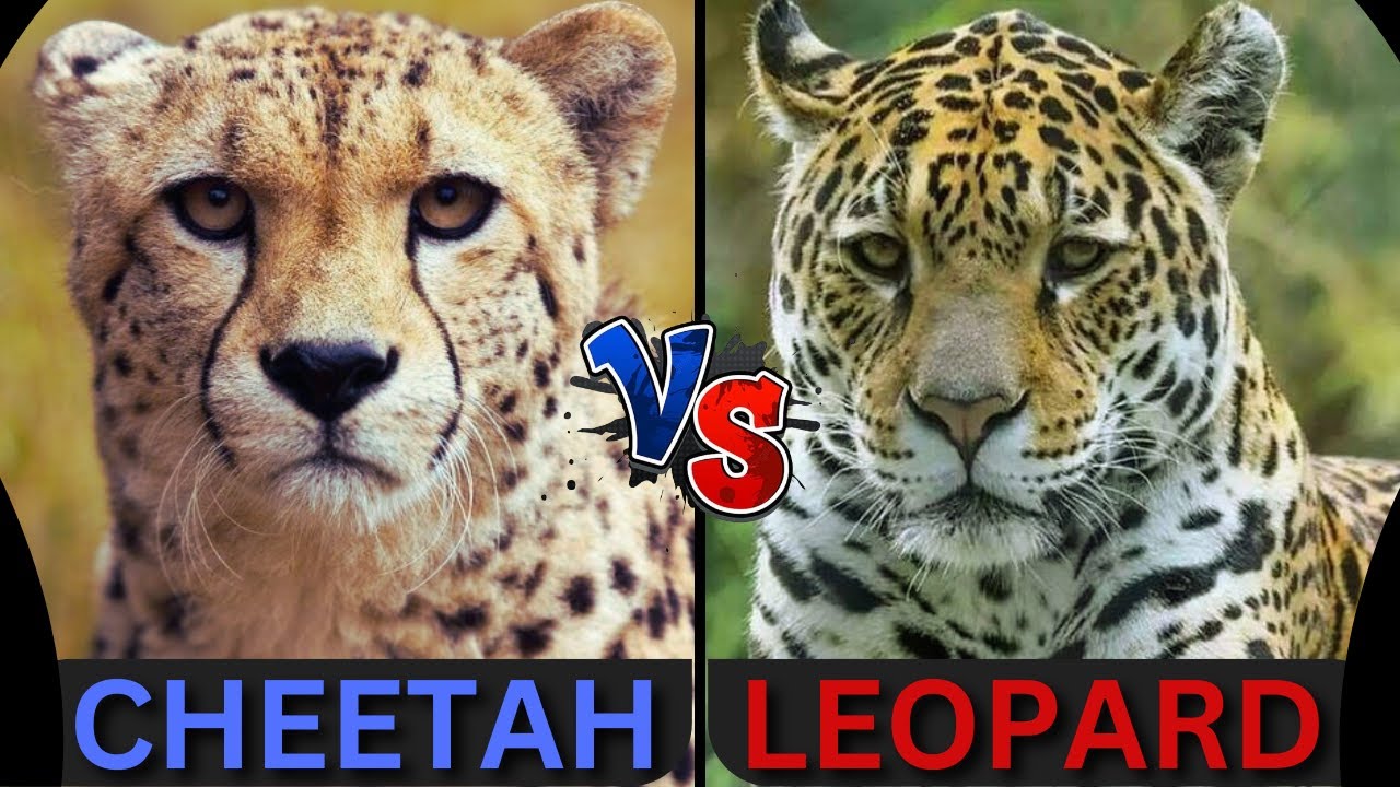 Cheetah vs Leopard: Battle of the Spots! - YouTube