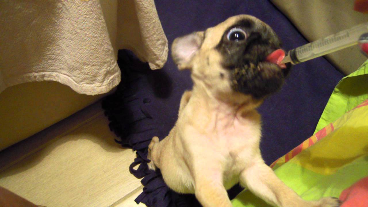 First lunch of 30 days Puppy Pug with syringe - YouTube