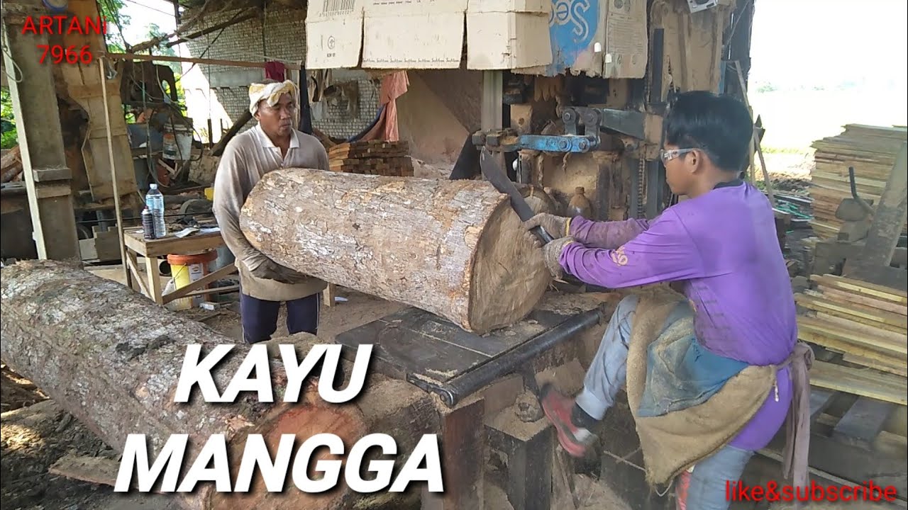 PEMOTONGAN KAYU MANGGA BESAR.pembuatan bahan palet - YouTube