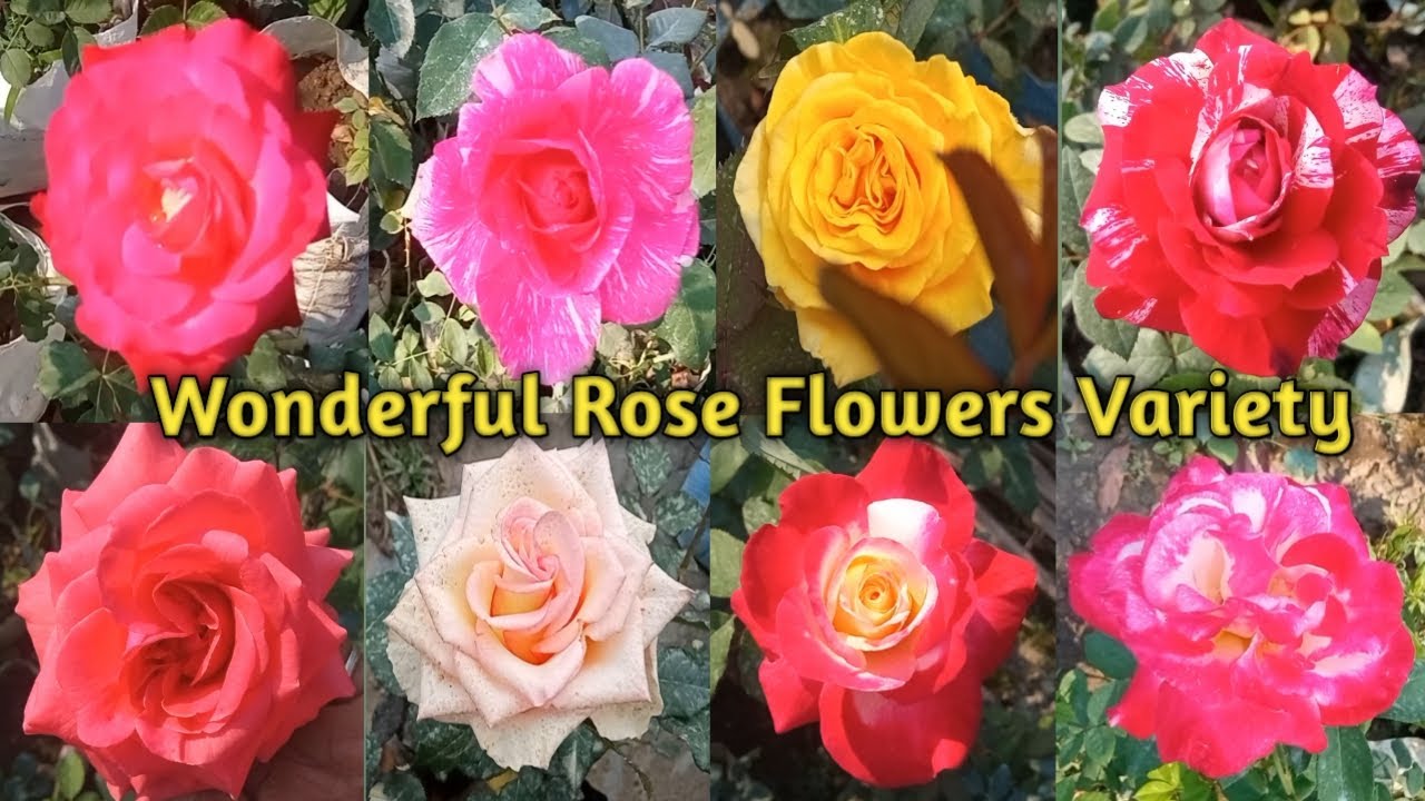 Rose Varieties With Names / Rose Varieties In India / Rose Types In ...