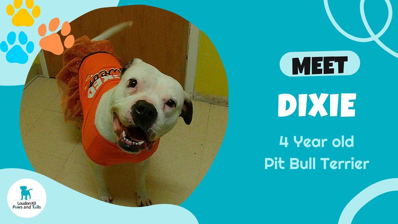 Dixie the #pitbull #adventureawaits - YouTube