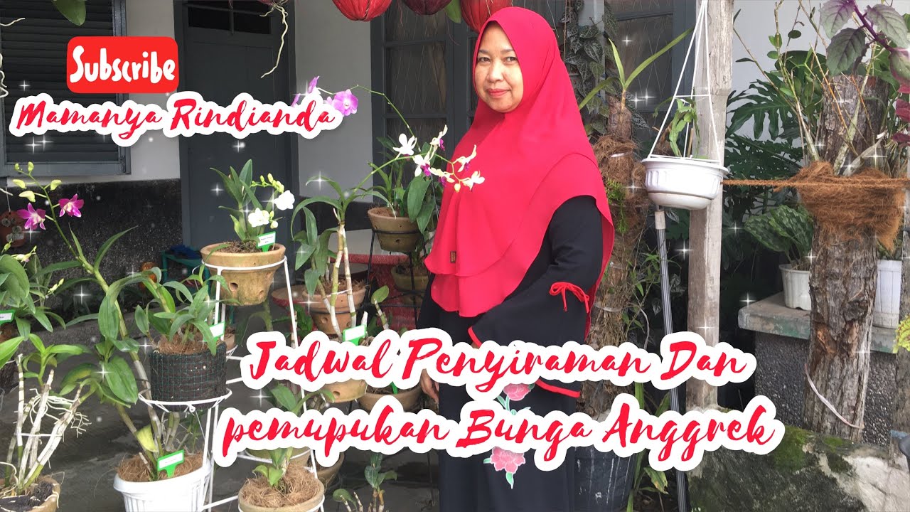 Jadwal Penyiraman Dan Pemupukan Bunga Anggrek - YouTube