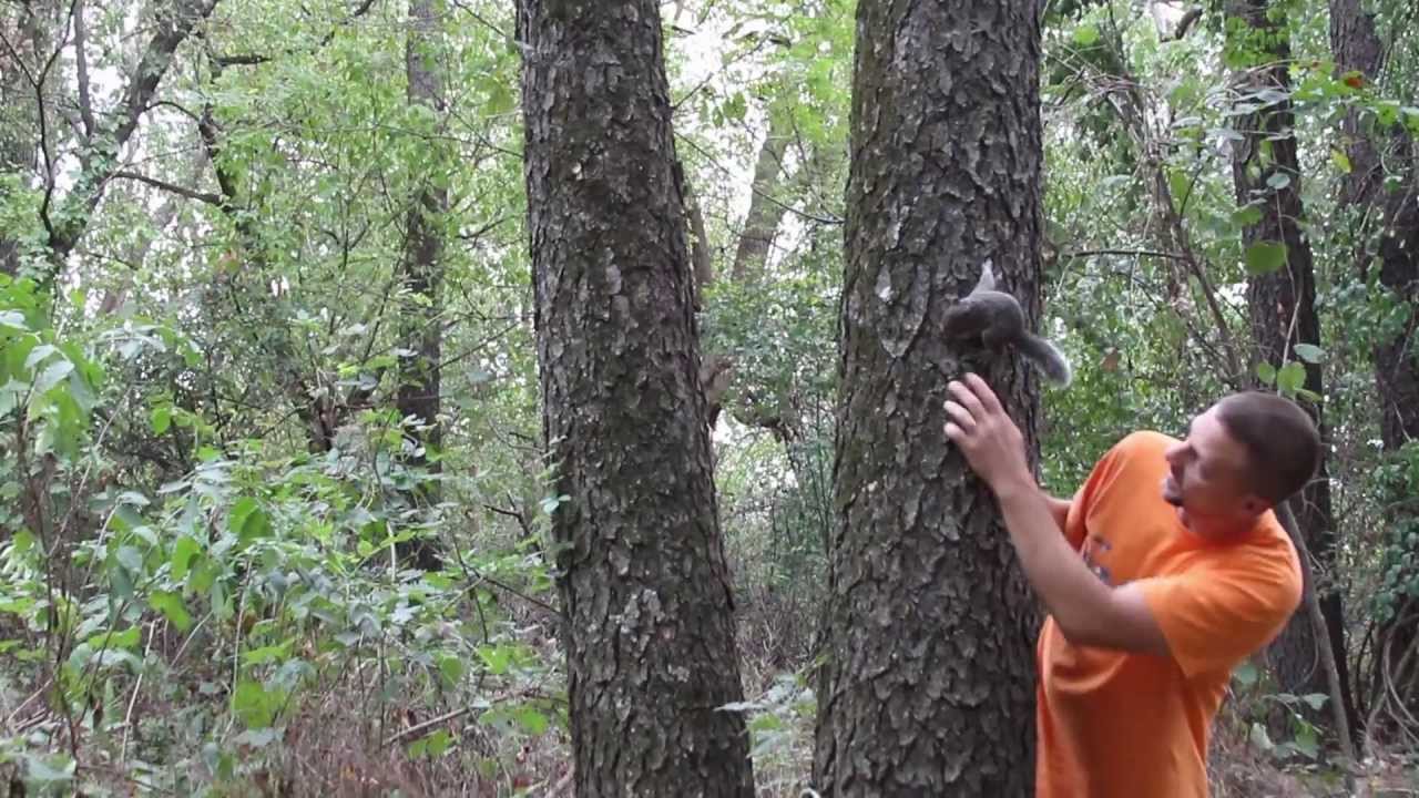 Funny Squirrel Release, A Day in the Life of Suburban Wildlife Control ...