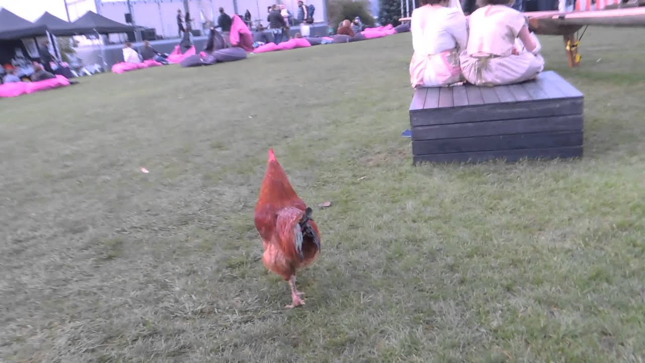 Chicken in MONA - YouTube