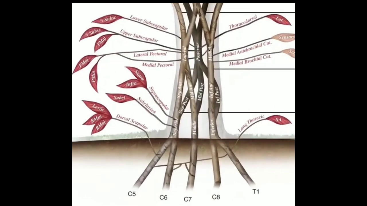 Brachial Plexus Explanations on plant model || Anatomy of brachial ...