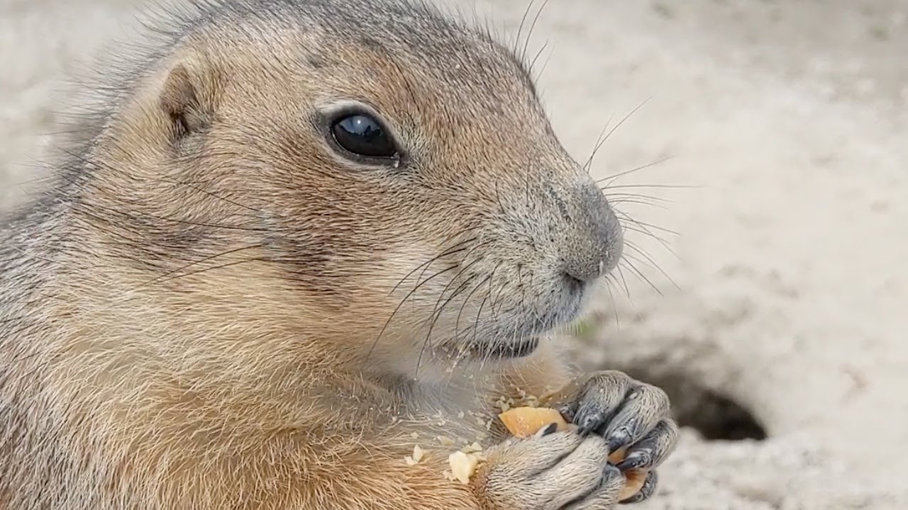 Prairie Dog Feast - YouTube