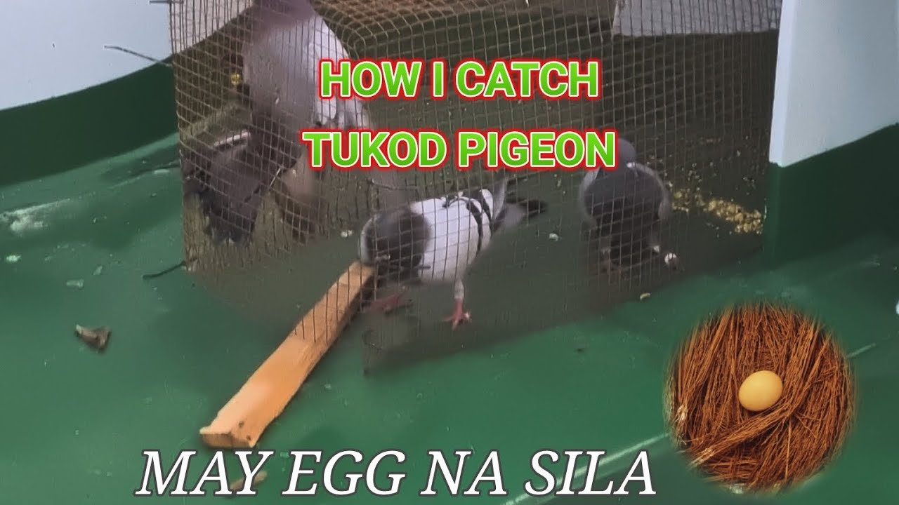How i catch pigeon tukod sa barko - YouTube