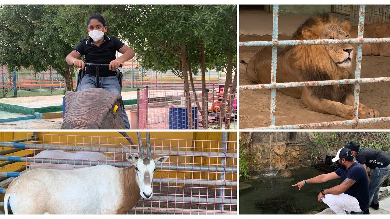 Dammam Zoo | Al Homaid Zoo | Saudi Arabia |Best Places visit in Dammam ...