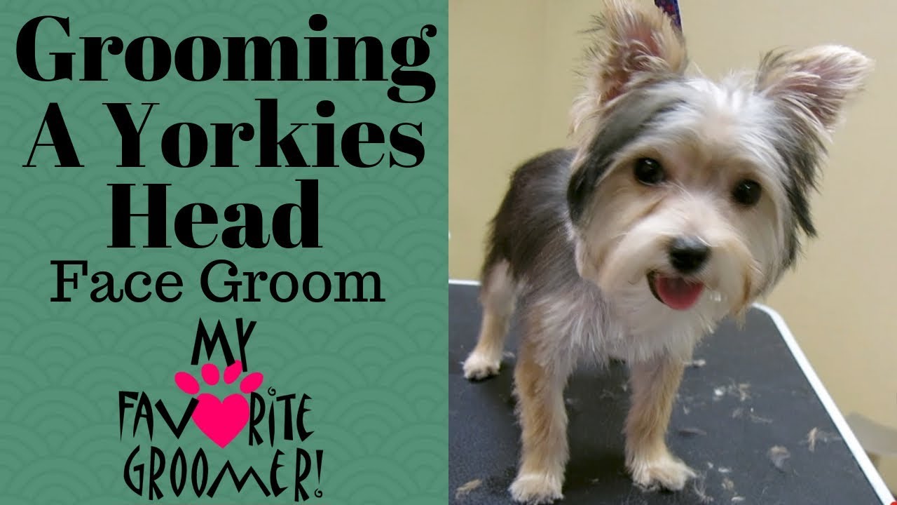 Grooming a Yorkies Head - YouTube