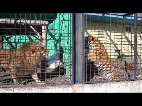 Tiger vs Lion - Tigers roar scares Lion