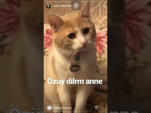 Özür dilerim anne
