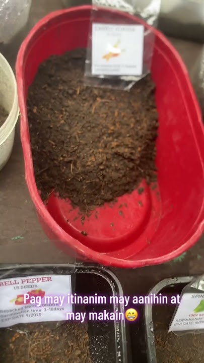 #magtanim ng gulay - YouTube