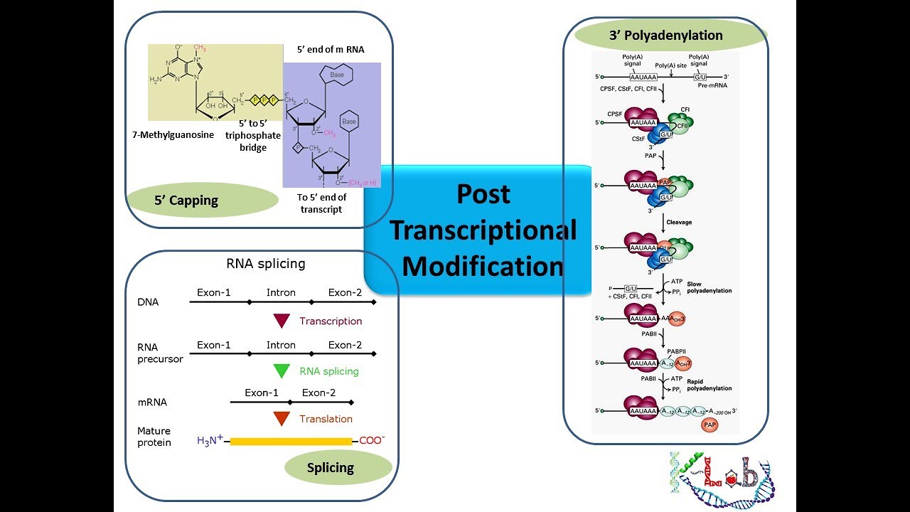 Post Transcriptional Modifications (HD) - YouTube
