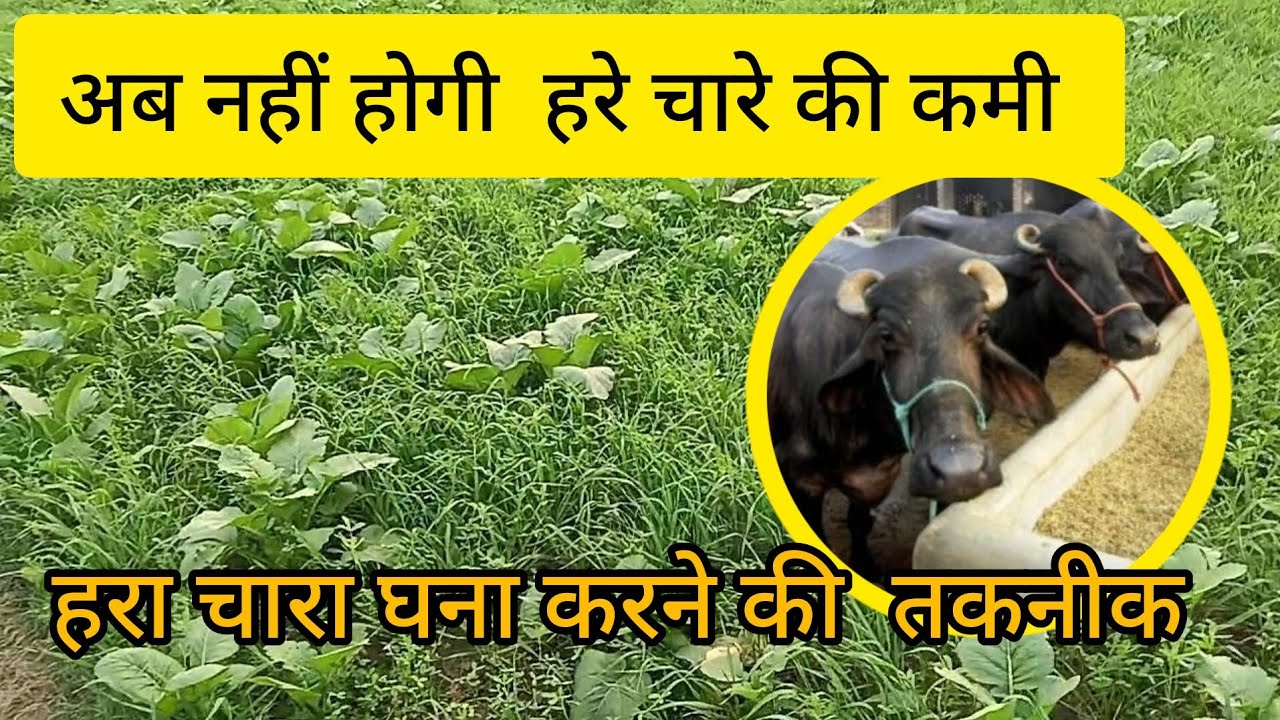 पशुओं का चारा || hara chara || हरा चारा #trending #video #viralvideo ...