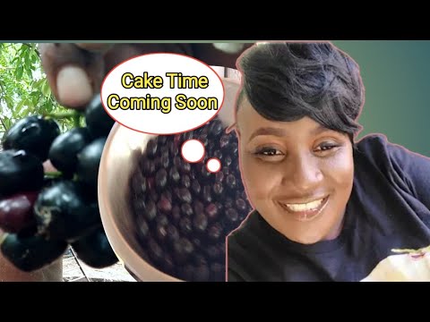For Aunty Donna Mr. Sir Picking Fresh Ribena Berrys aka Java Plum - YouTube