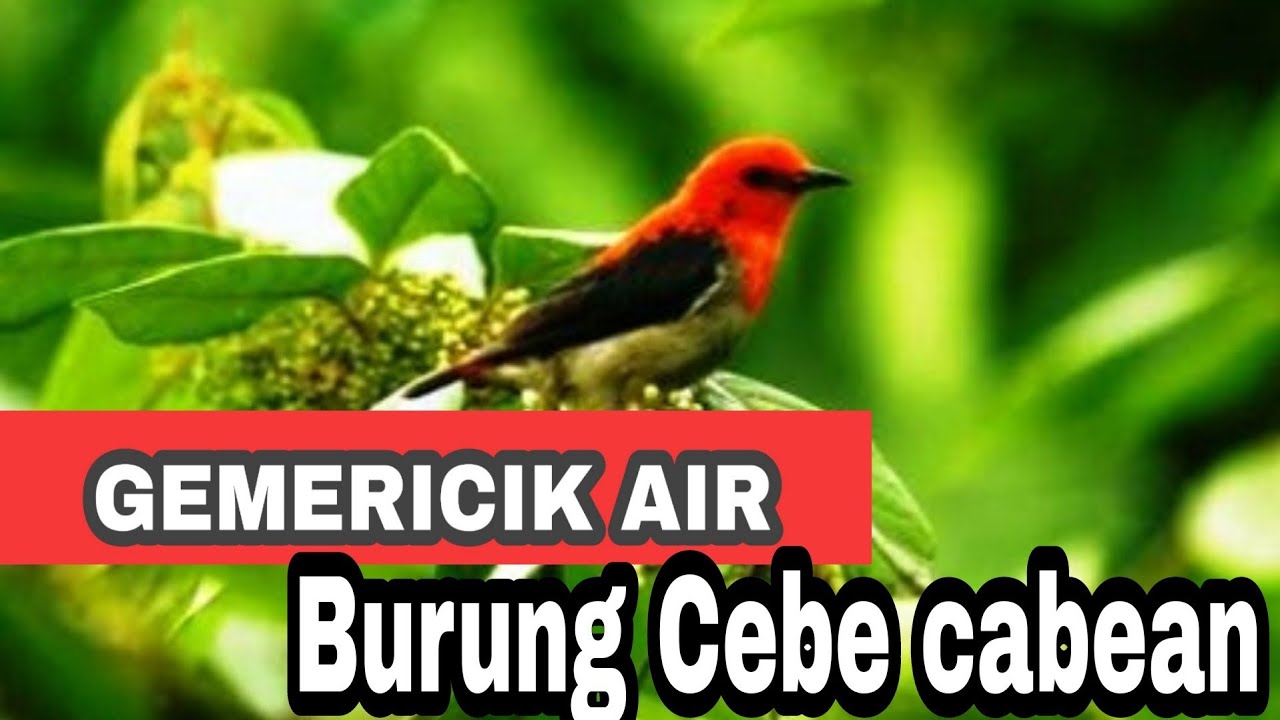 BURUNG CABE CABEAN GACOR DAN SUARA AIR - YouTube