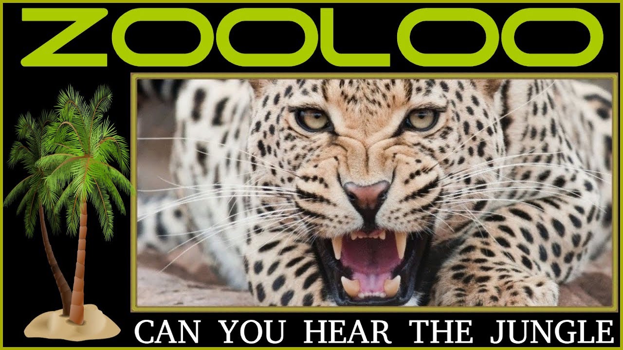 Zooloo - Can you hear the jungle. Dance music. Club music[edm] 90s ...