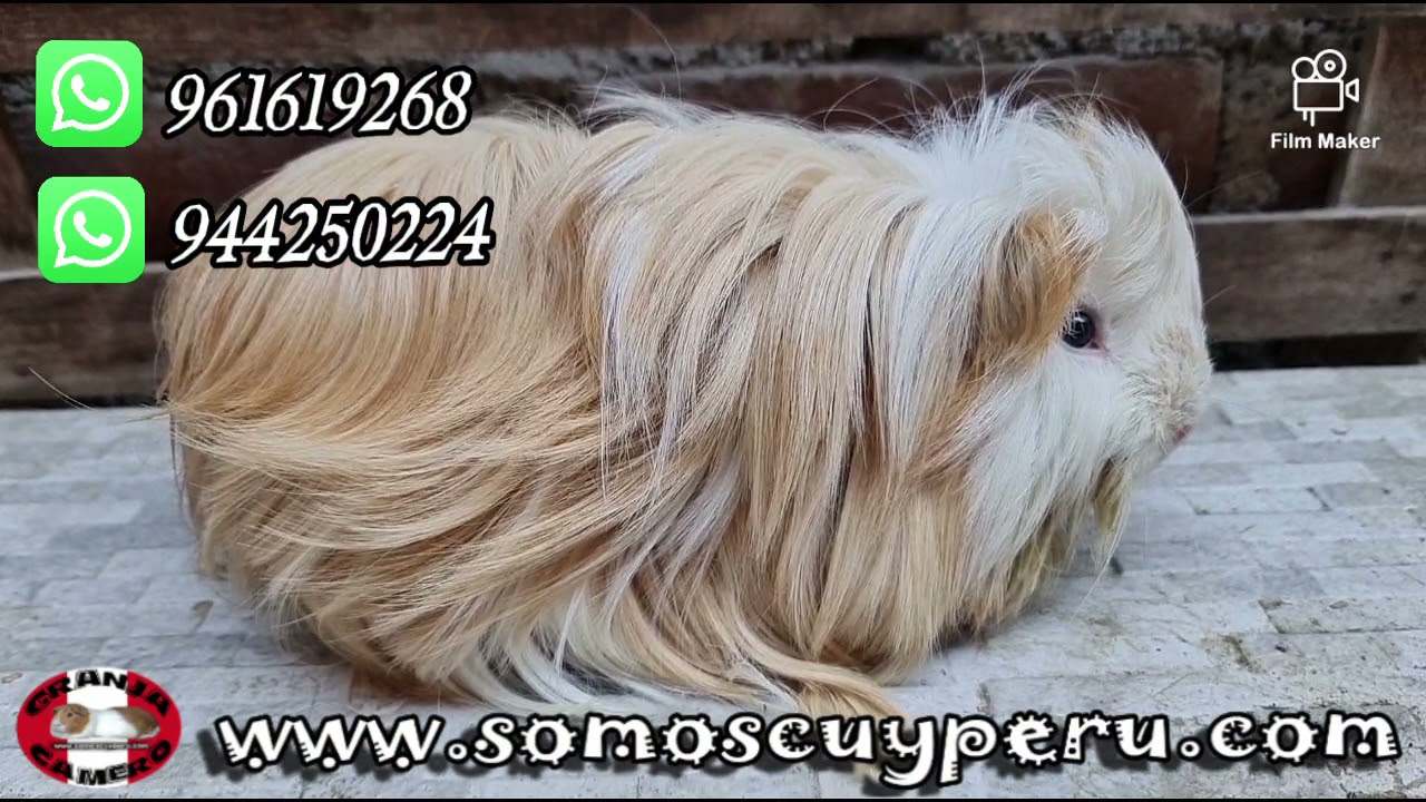 VENTA DE CUYES MASCOTA DE PELO LARGO TIPO III - YouTube