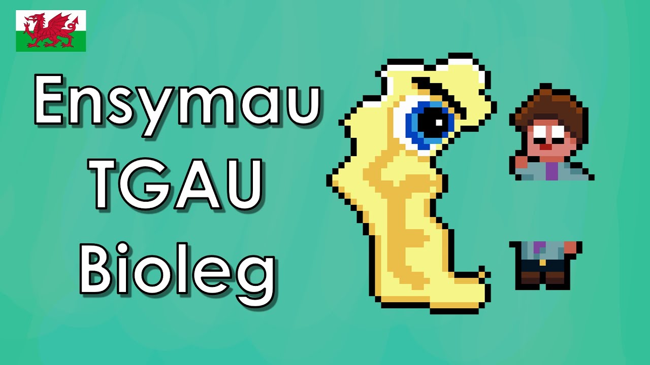 Ensymau - Bioleg CBAC - YouTube