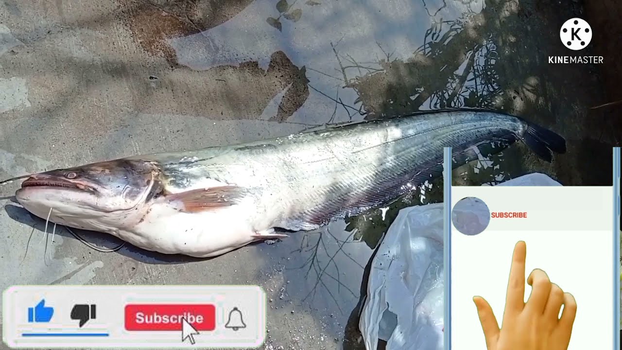 Kolleru Valugaa Fish Curry||చేపలు కర్రీ🦈 Prepartion in Easy method||How ...