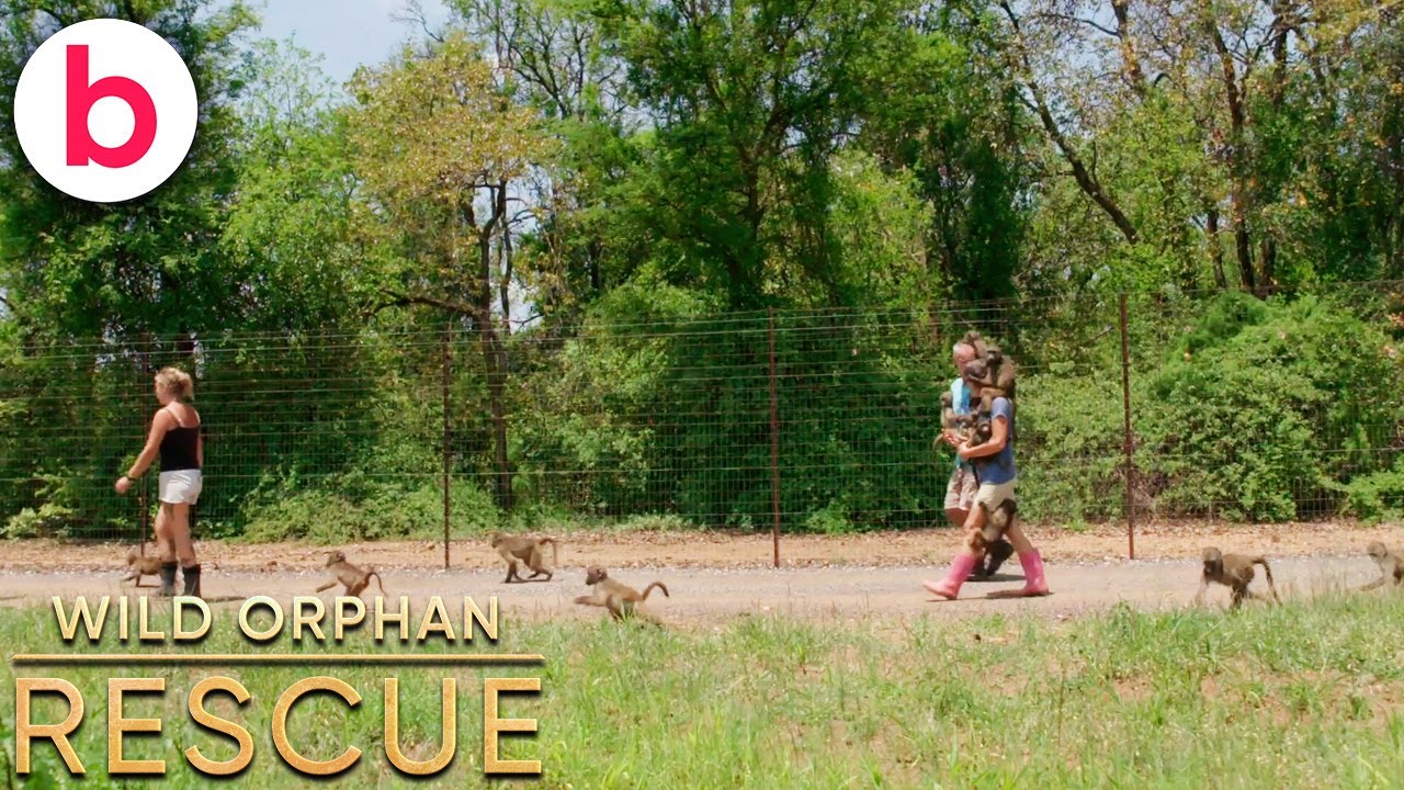 Wild Orphan Rescue | Season 1 Episode 5 | FULL EPISODE - YouTube