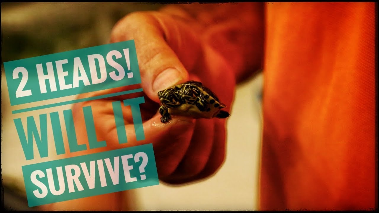 Will this TWO Headed Siamese Turtle Survive? - YouTube