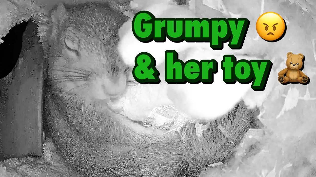 Grumpy squirrel plays with her toy 😍 (7 minute version) - YouTube