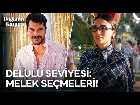Yamaniko Han, Favori Meleğini Arıyor - Doğanın Kanunu