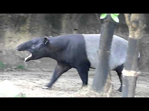 Malayan tapir Cry - YouTube