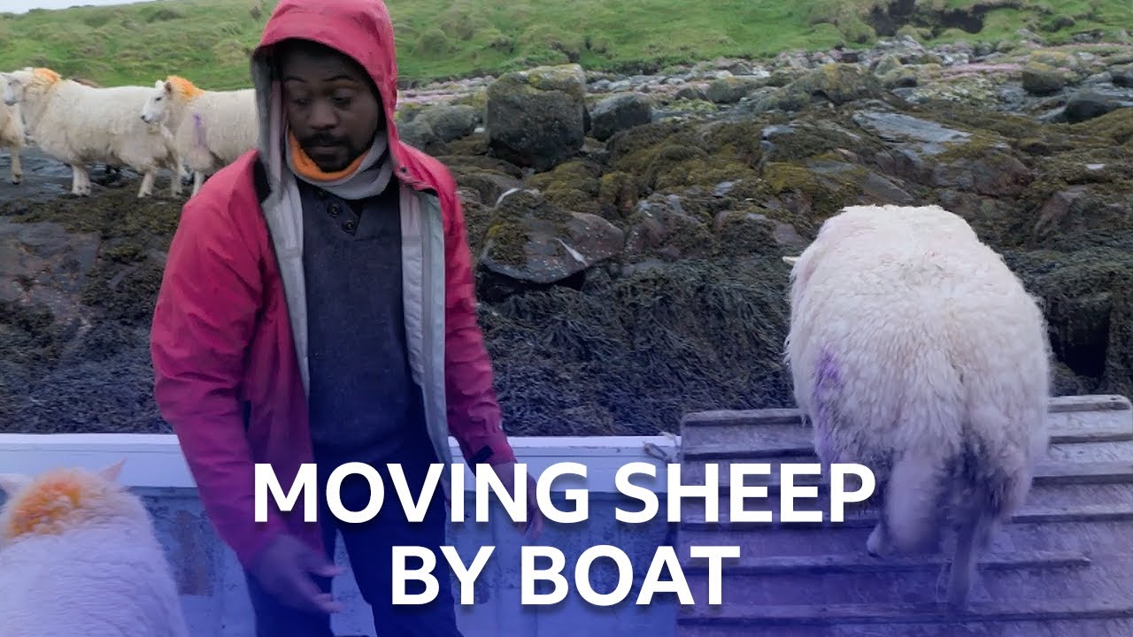 Moving Sheep By Boat To A Grazing Island | Return To Uist | BBC ...