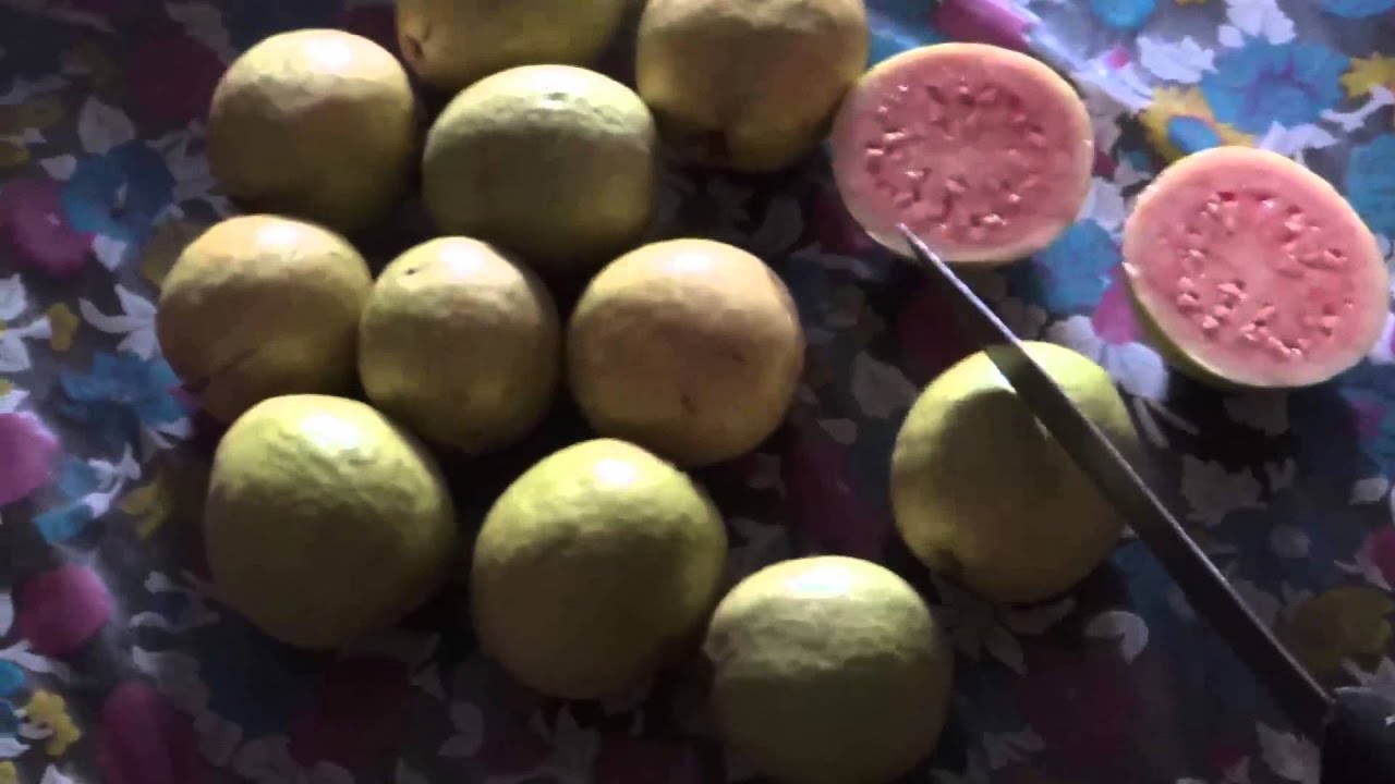 Red Guava - YouTube