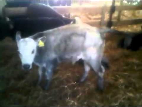 HAZER EMLAK TEL  0546 851 6657 KİRALIK HAYVAN ÇİFTLİGİ   Dailymotion video