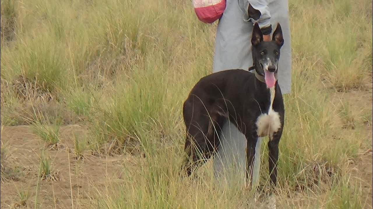 team greyhound | greyhound of our club | beautiful dogs - YouTube