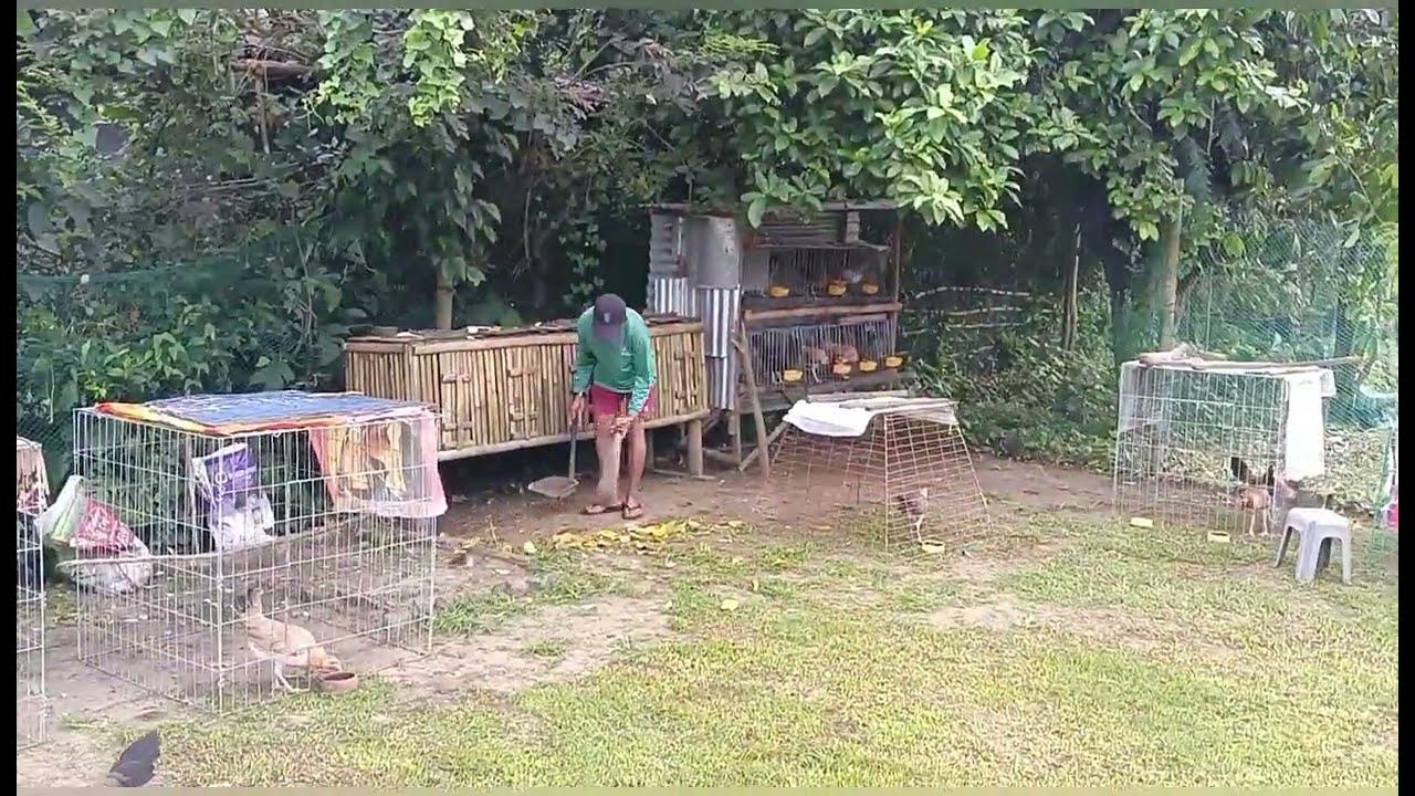 HIGH PRESSURE GAMEFARM BREEDING MATERIALS - YouTube