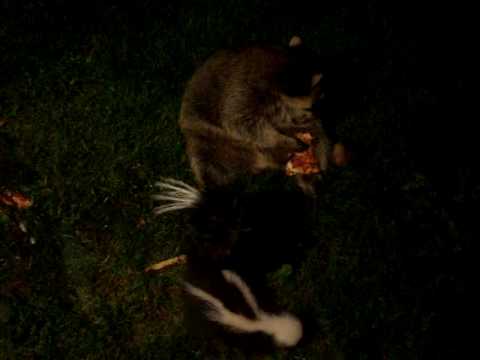Skunk and Racoon eating pizza - YouTube