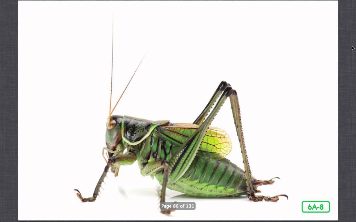 Lesson 6 Insects That Glow and Sing - YouTube