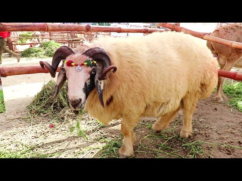 Dumbi Sheep Breed From Pakistan|Sheep Types - YouTube