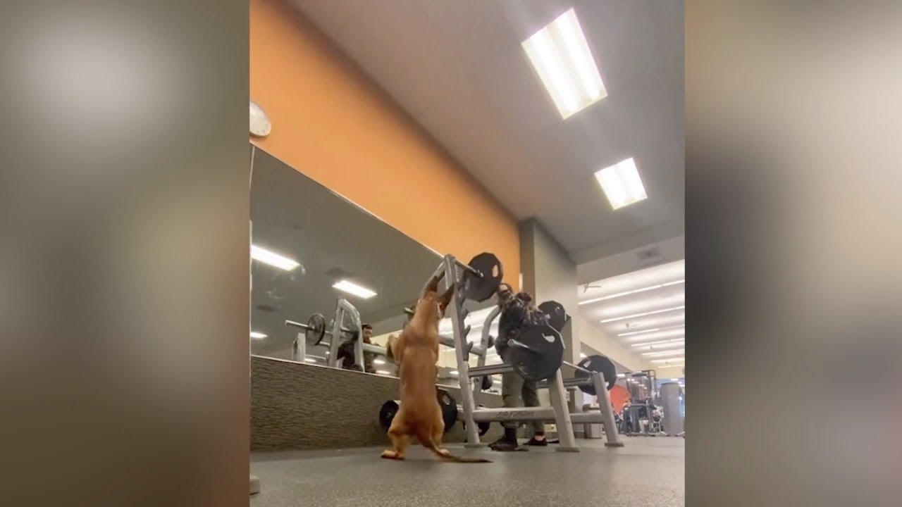 This Dog Squats Like No Other Gym Companion - YouTube