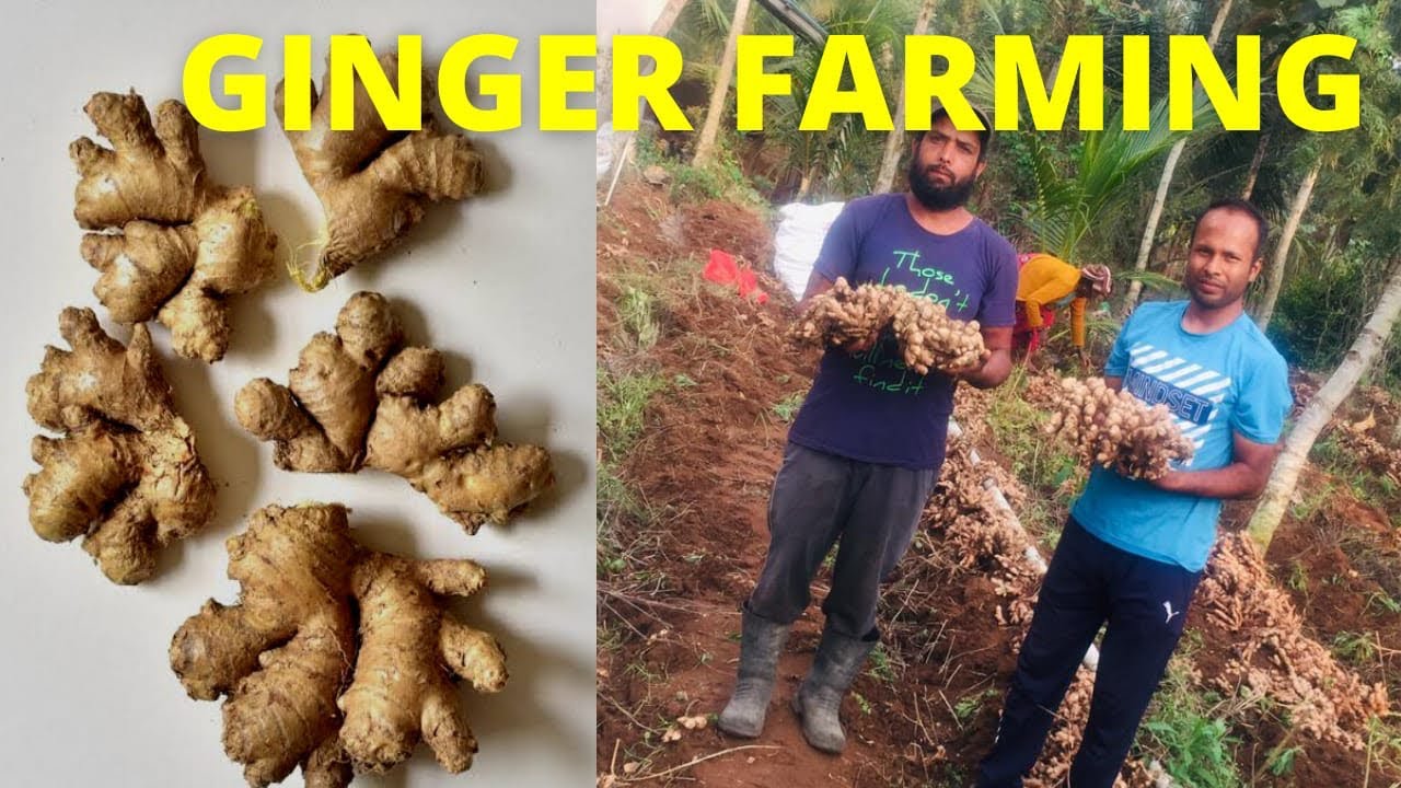 Ginger Farming in India | Organic Ginger Farming | Ginger Cultivation ...